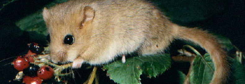 Dormouse Meaning